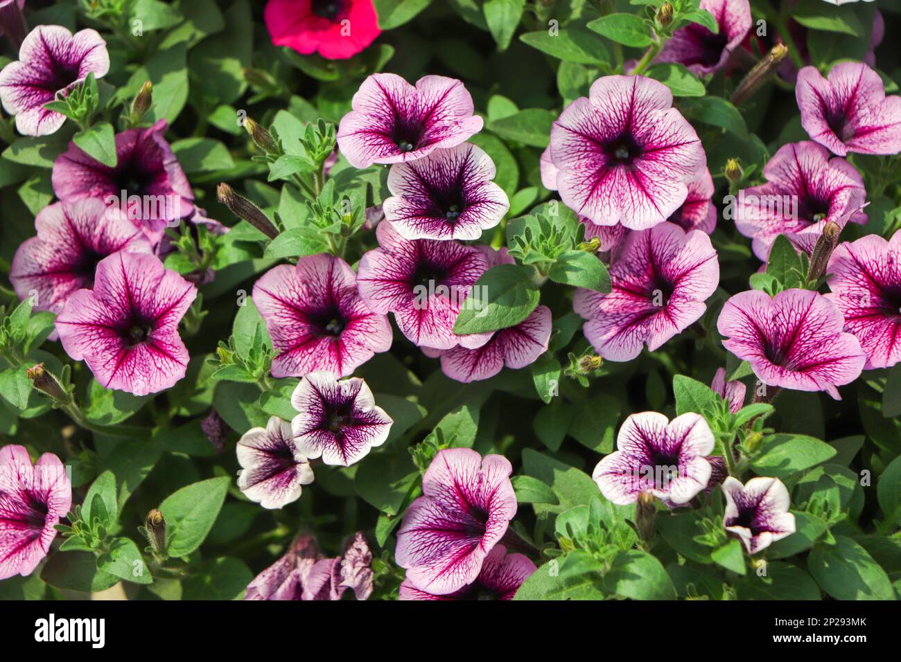 flower arrangement of purple petunias with dark veins and white ...