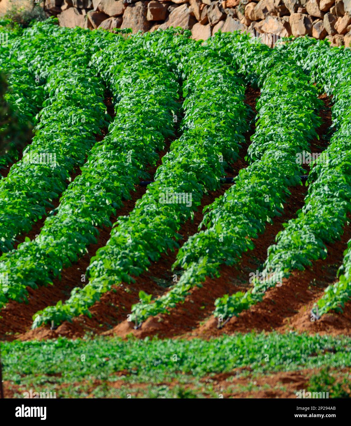 Papas negras plants, local black potato plantations on Furteventura ...