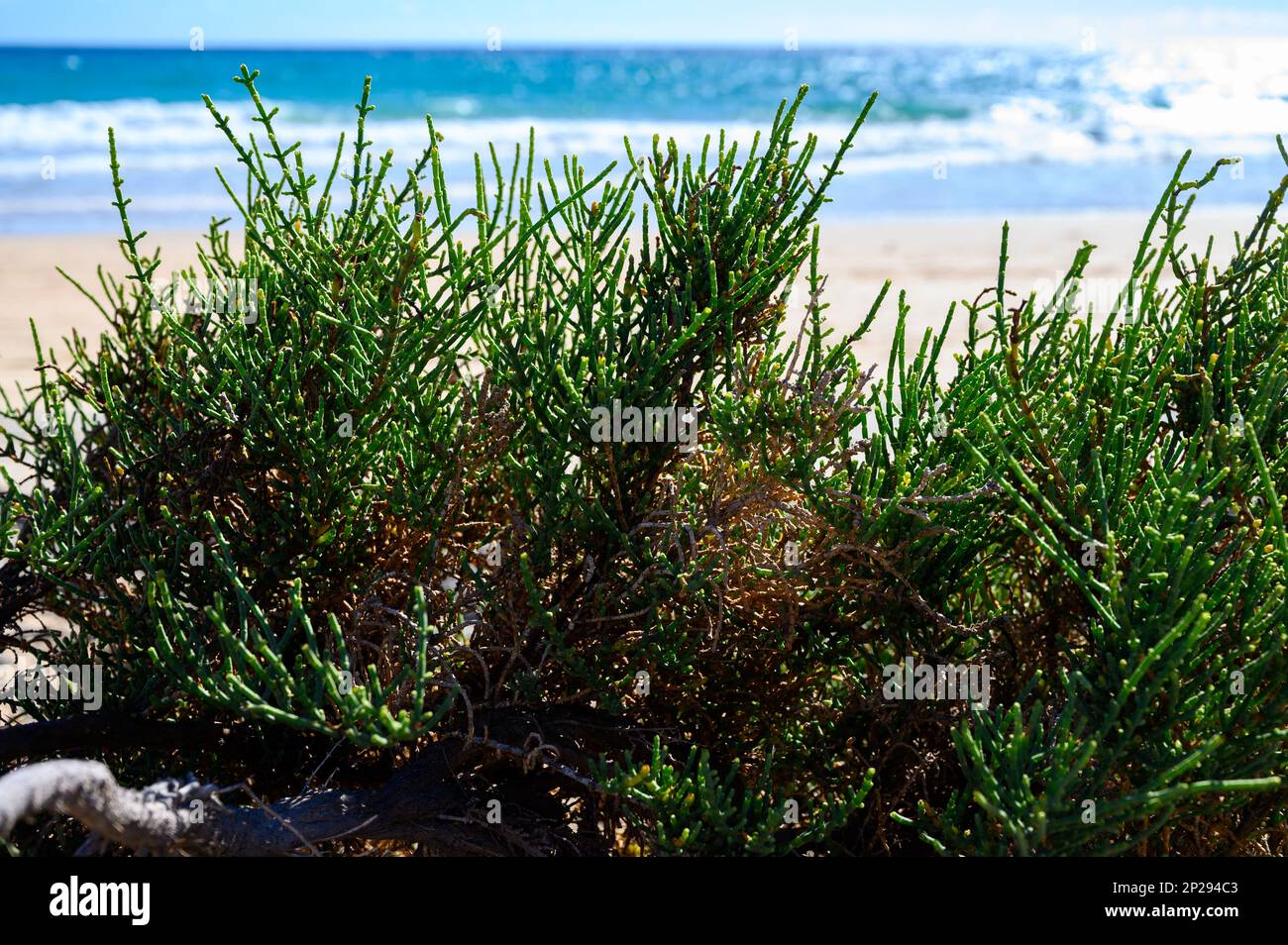 Salicornia edible plants growing in salt marshes, beaches, named also ...