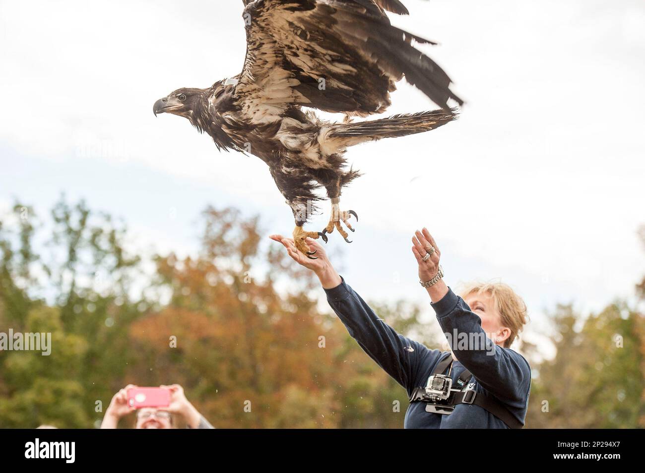 Sabrina Garvin, of the Southwest Virginia Wildlife Center, releases ...