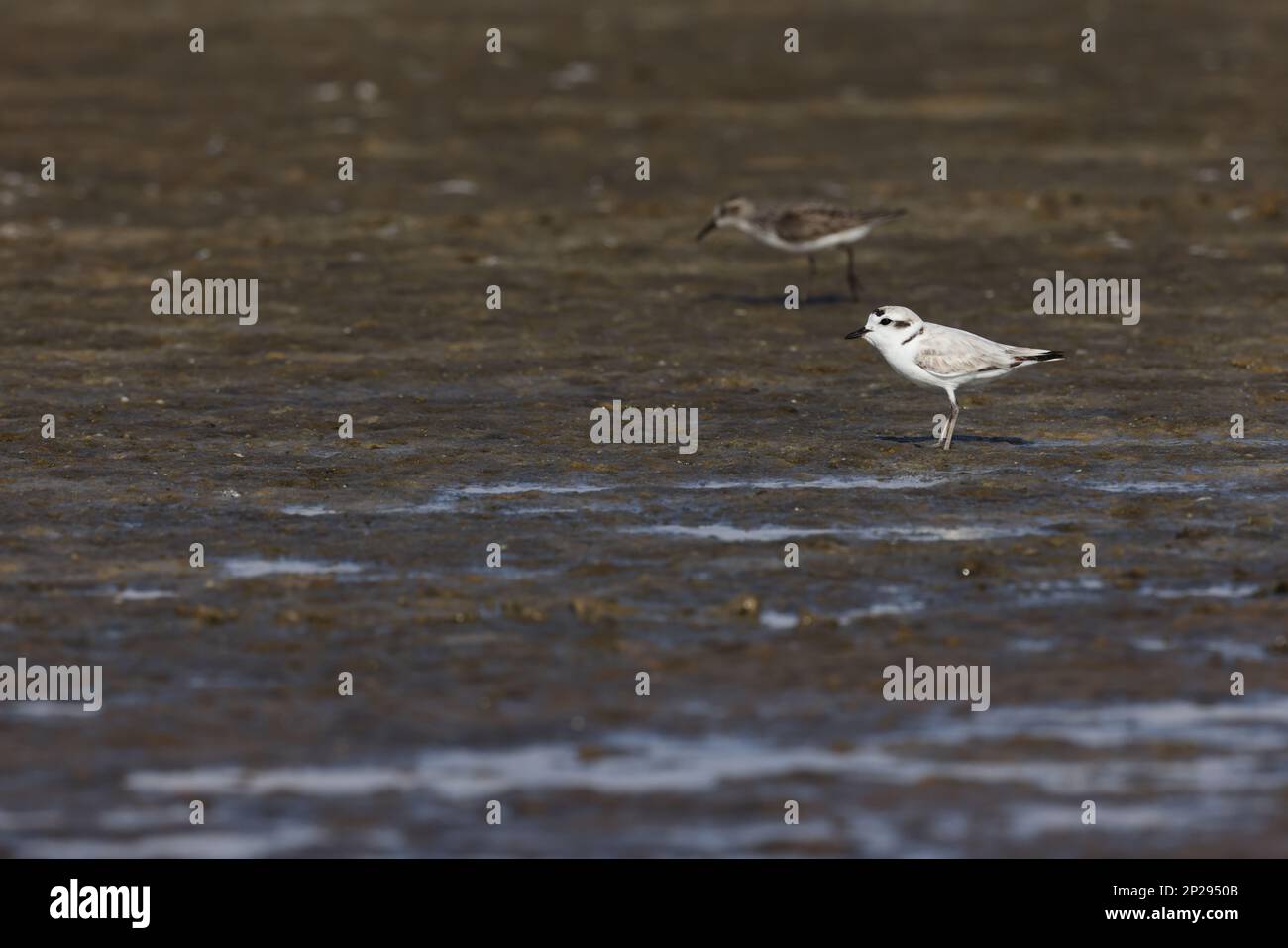 snowy plover (Charadrius nivosus) Fort De Soto Park Florida USA Stock ...