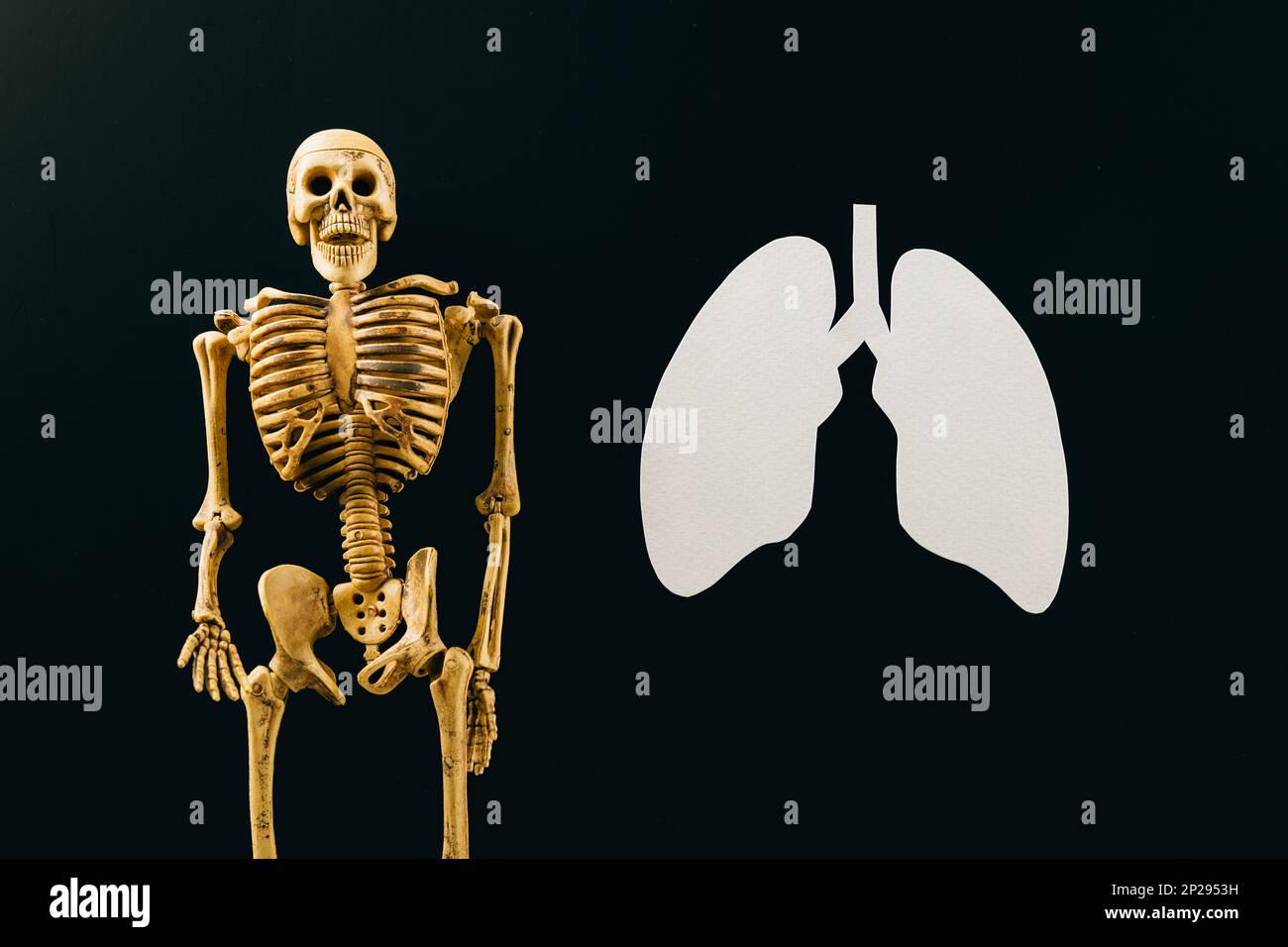 Top view lungs paper symbol and skeleton Stock Photo - Alamy