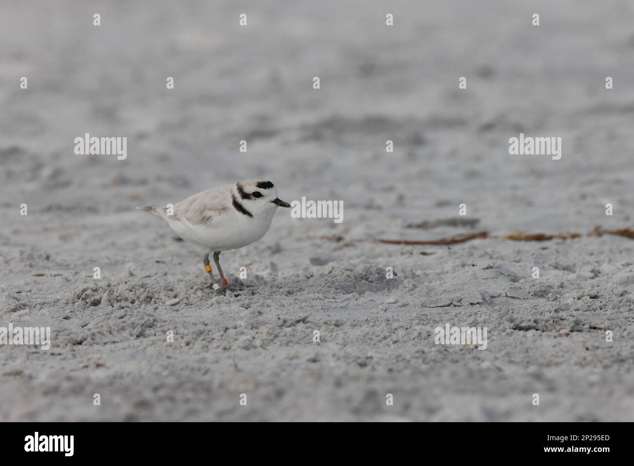 snowy plover (Charadrius nivosus) Fort De Soto Park Florida USA Stock ...