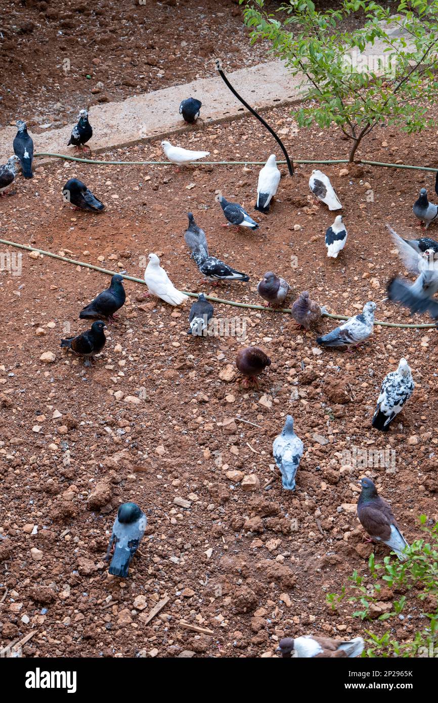 Large Group of Pigeons Feeding on Brown Dust Stock Photo - Alamy