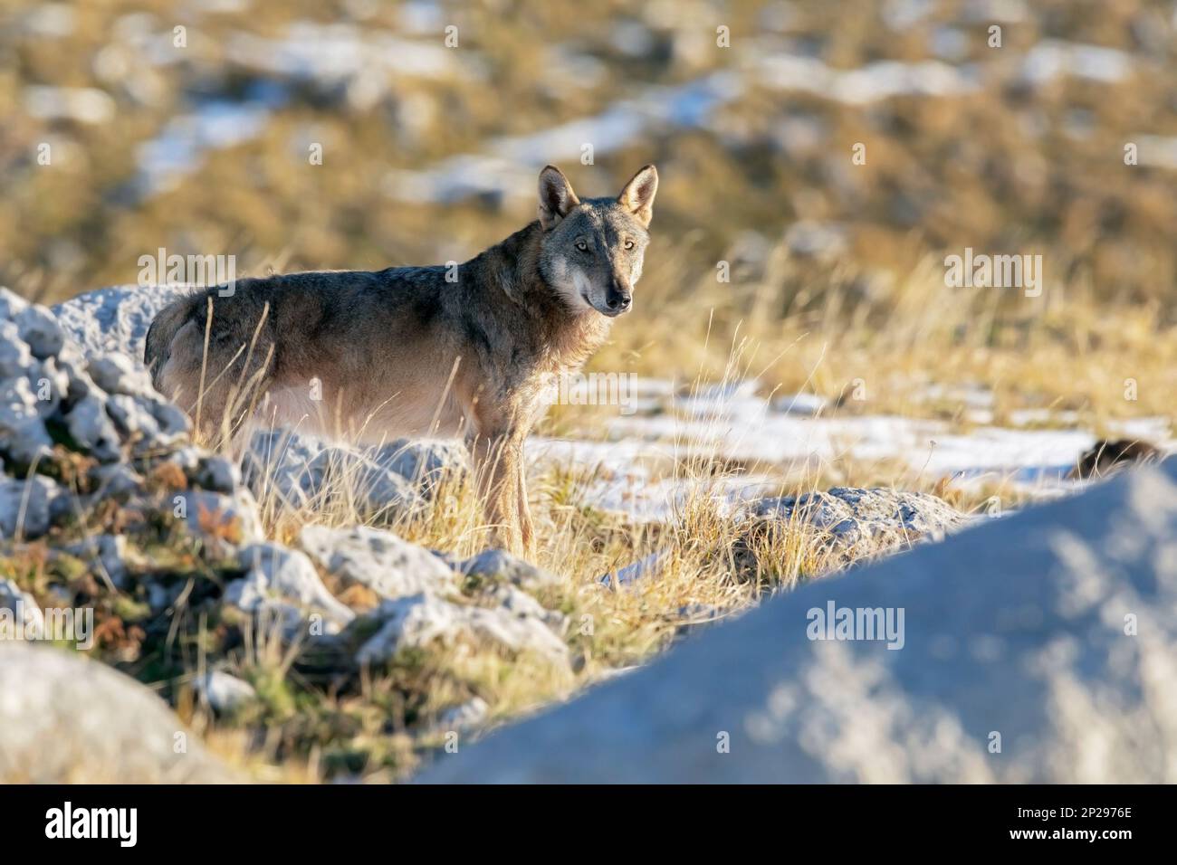 Lupo appenninico hi-res stock photography and images - Alamy