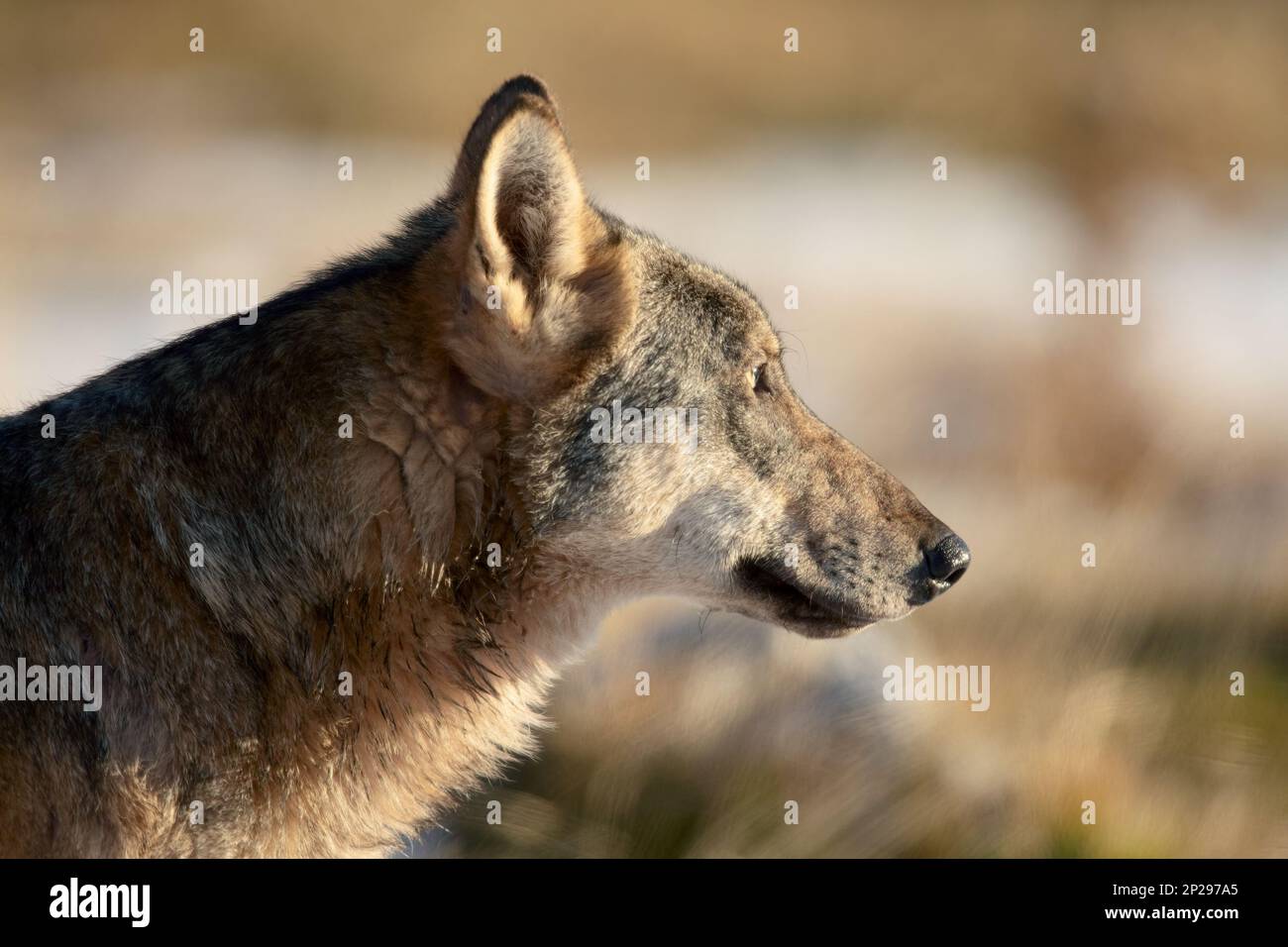 The Italian wolf (Canis lupus italicus), also known as the Apeninne ...