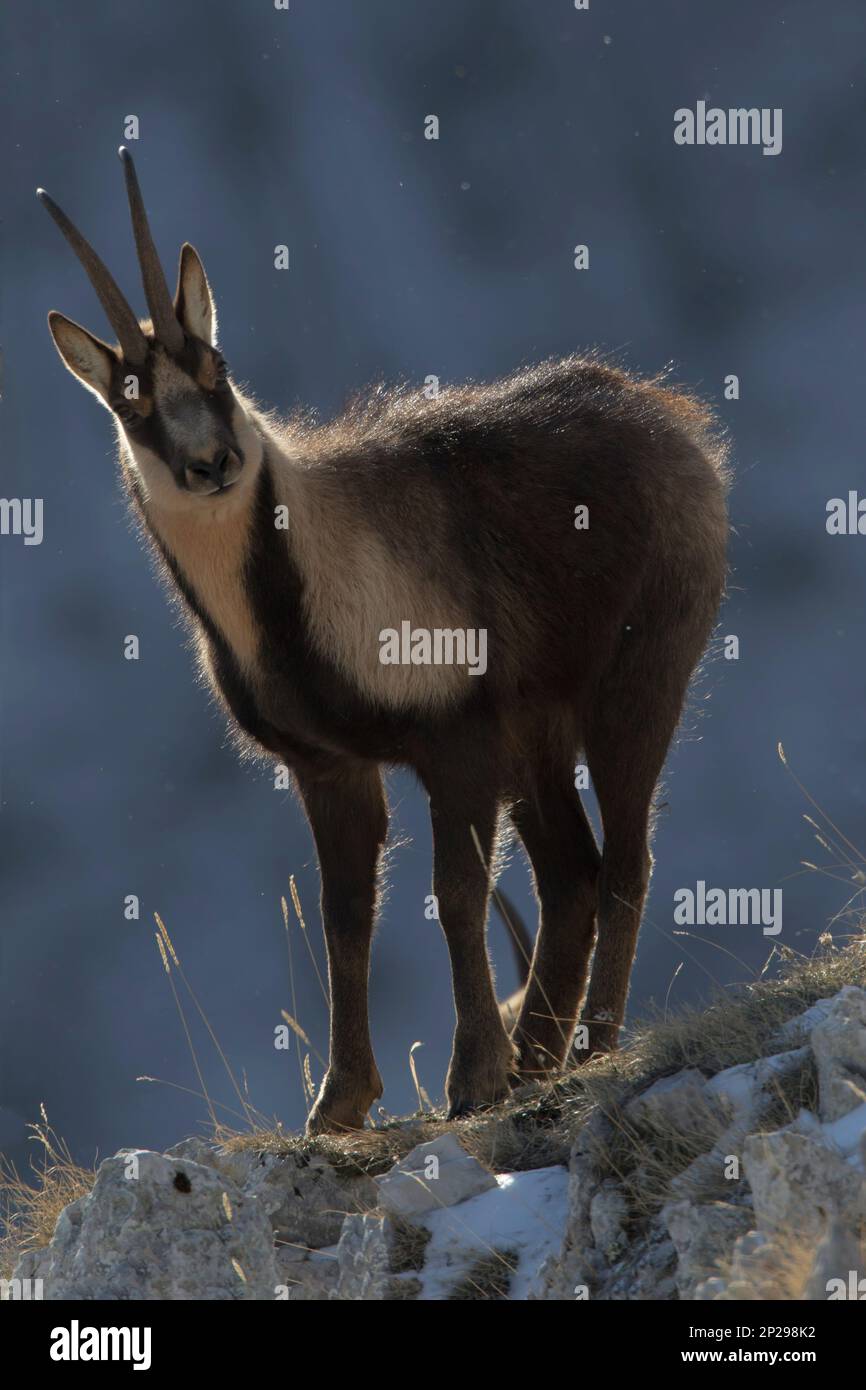 he Apennine chamois is a subspecies of the chamois, a goat-like mammal ...