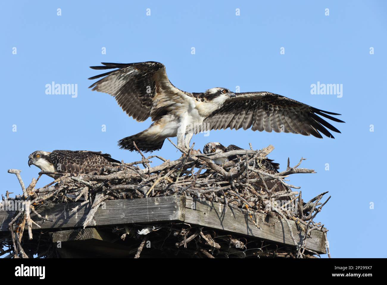 Osprey nest J.N. "Ding" Darling National Wildlife Refuge USA Stock ...