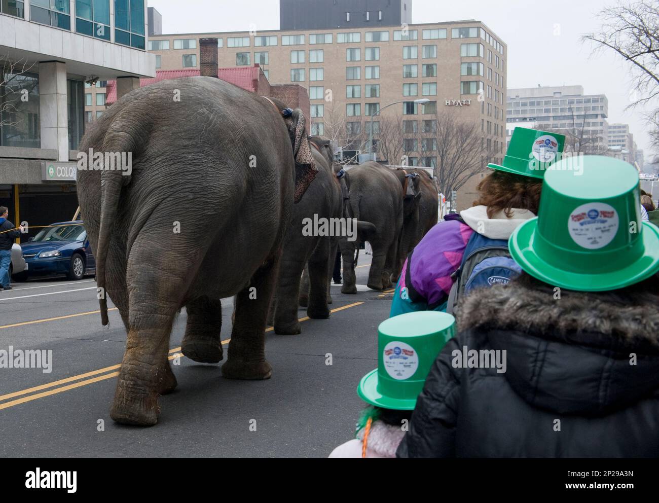 The Ringling Bros. and Barnum & Bailey Circus annual elephant walk in ...