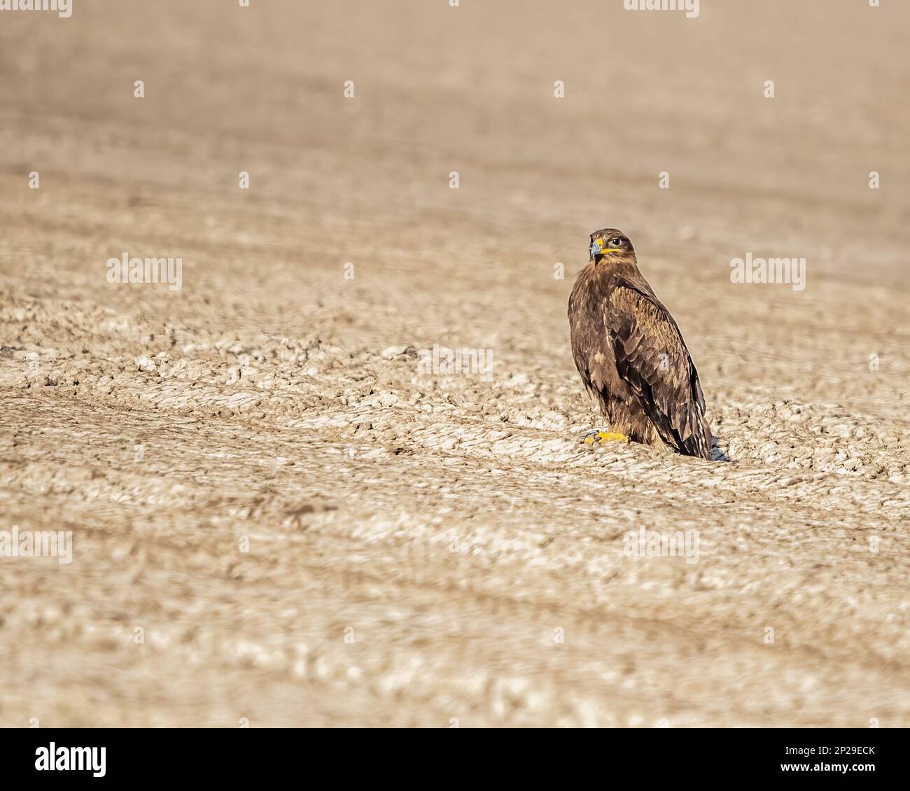 A Eagle looking direct into camera Stock Photo - Alamy