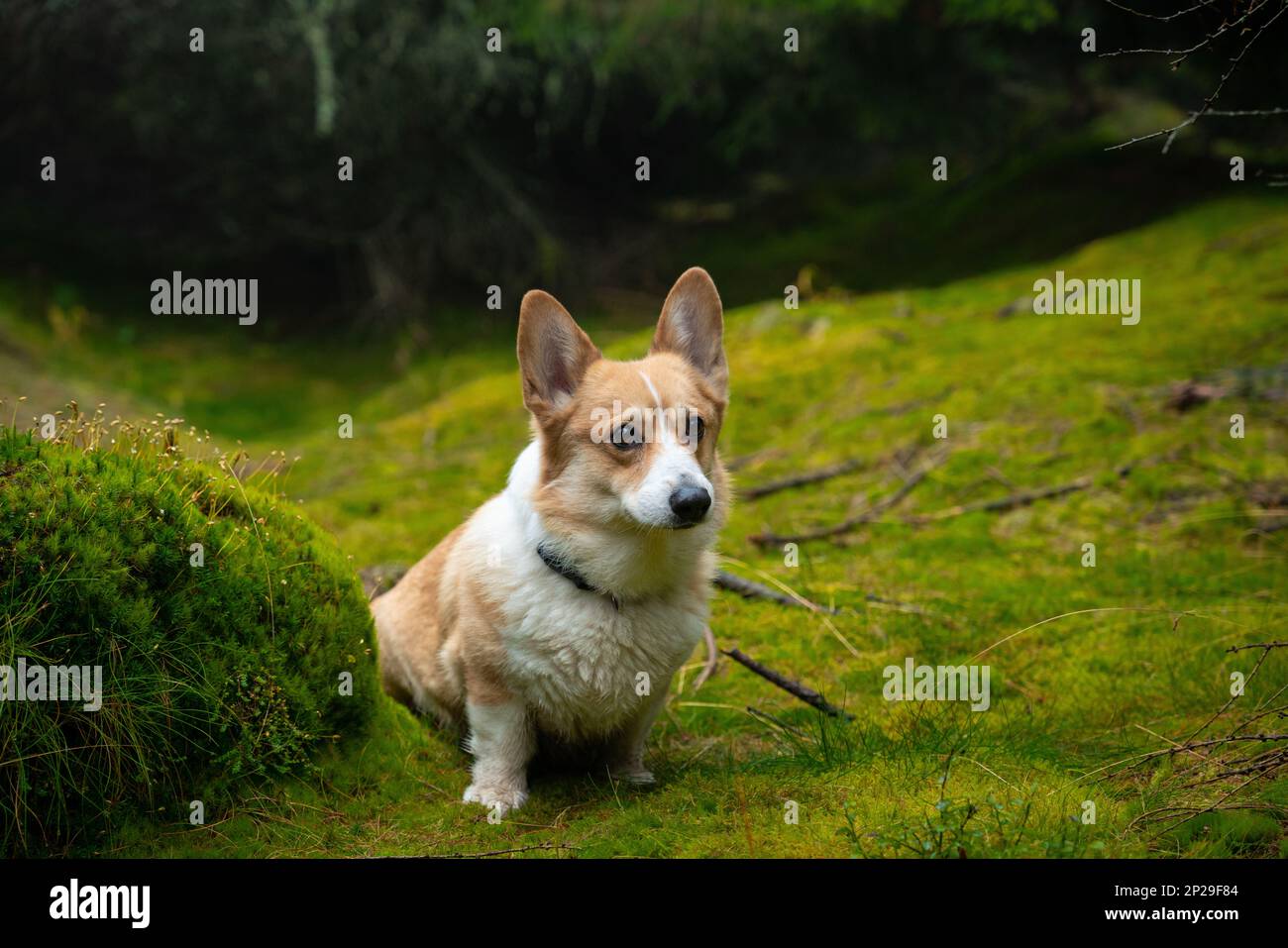 A sad Welsh Corgi Pembroke dog sits in a meadow full of mosses. A dog ...