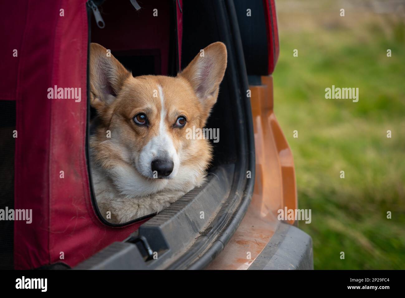 A tired Welsh Corgi Pembroke dog waits in his kennel in the trunk of ...