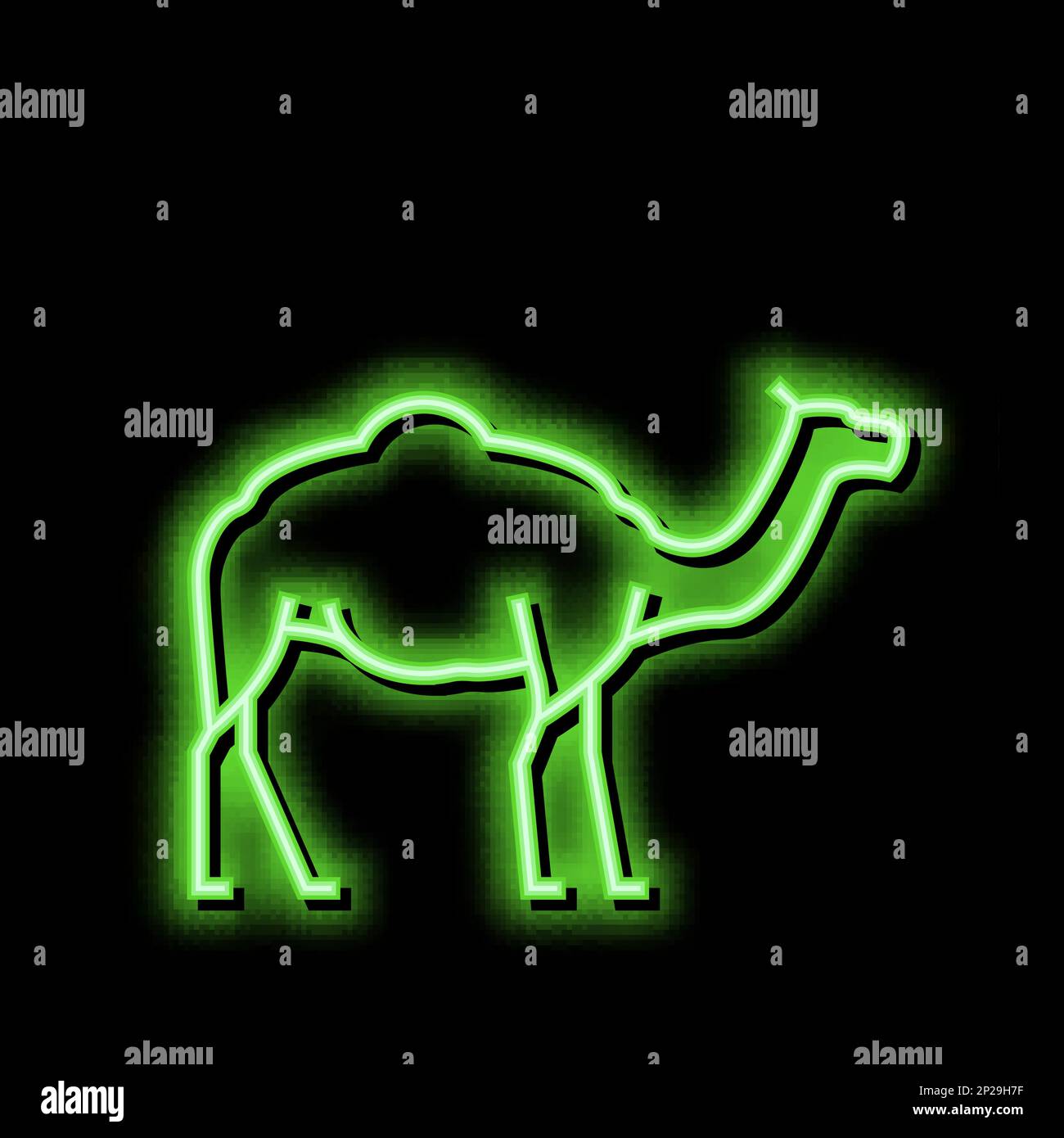 camel animal neon glow icon illustration Stock Vector Image & Art - Alamy