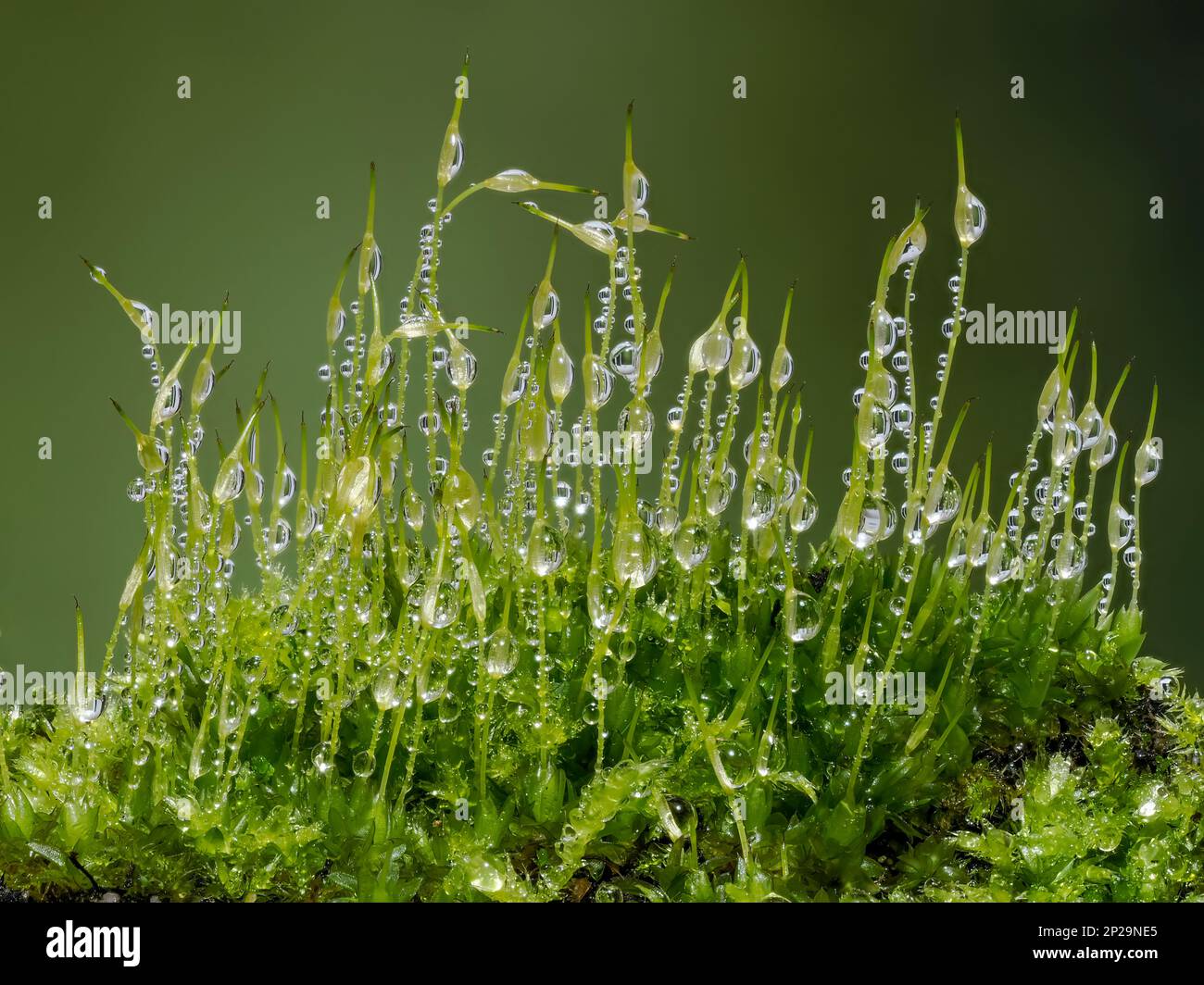 Seed heads of a moss plant, covered in dewdrops and photographed ...