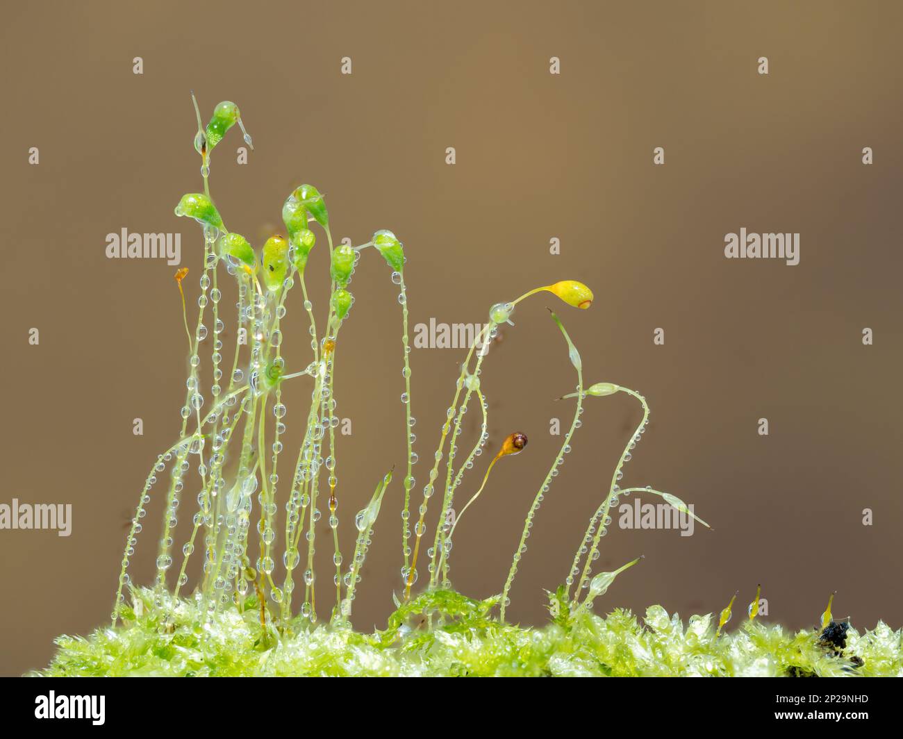 Moss head hi-res stock photography and images - Alamy
