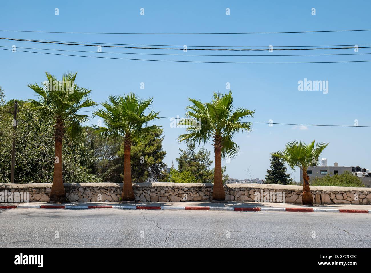 Four Palm Trees of Different Heights Under Electric Cables by the ...