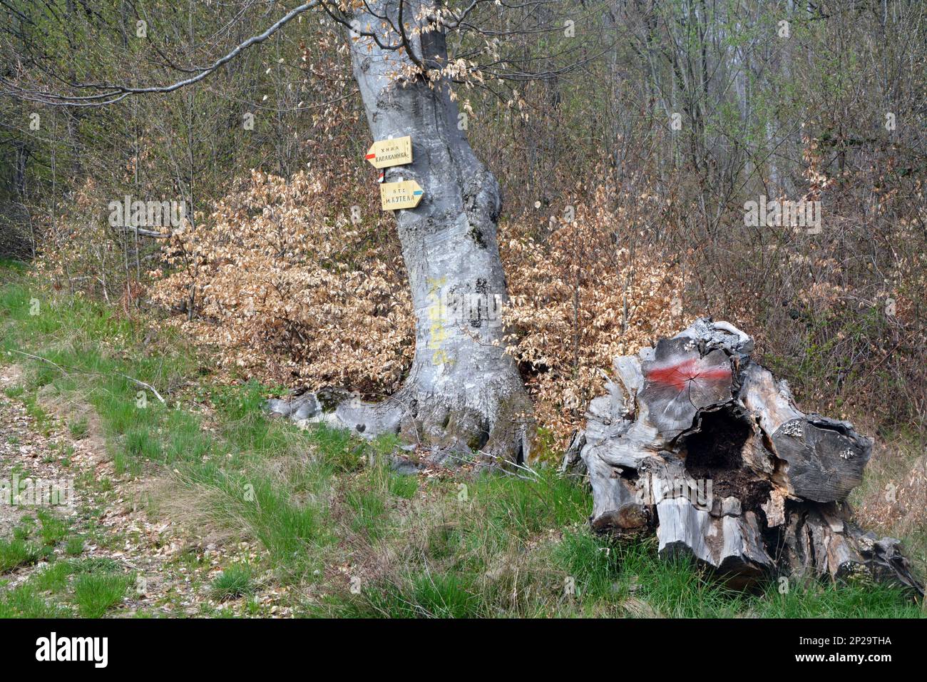 Two Metal Plates On A Tree With Inscription In Cyrillic Script Meaning Two Metal Plates On A Tree With Inscription In Cyrillic Script Meaning