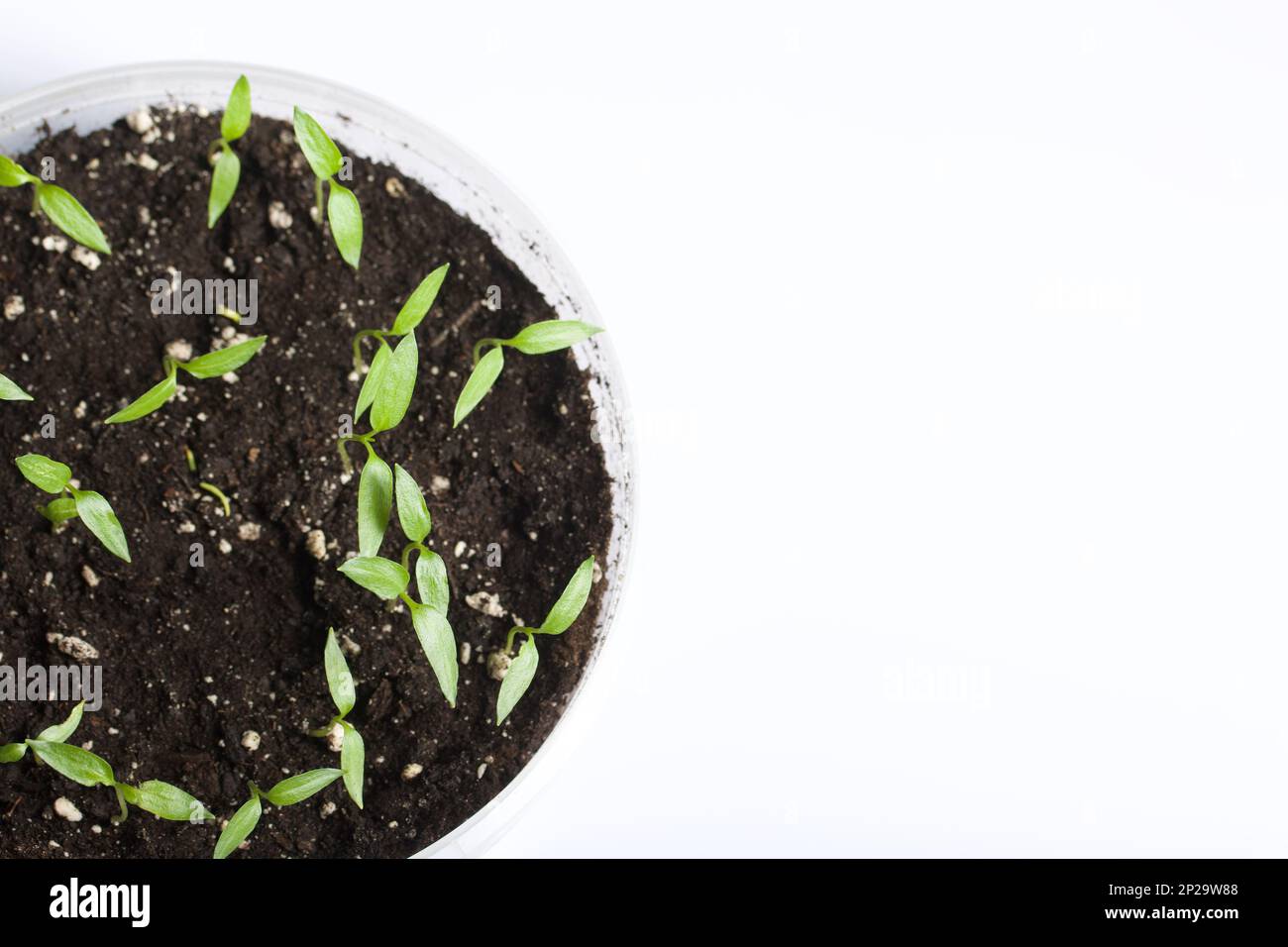 Green seedling sprouts. Growing seedlings in a plastic container. On a ...