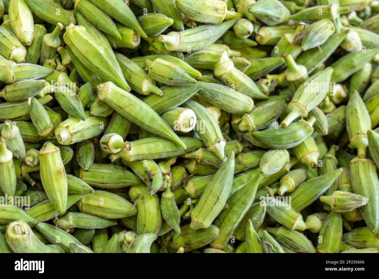 Large Group of Fresh Green Okras of Different Sizes Stock Photo - Alamy