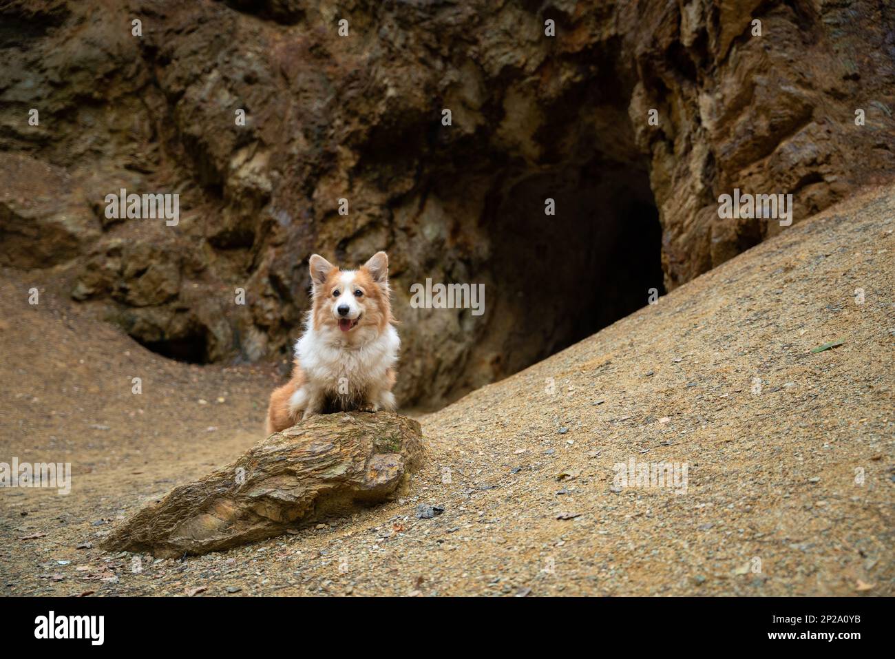 A Welsh Corgi Pembroke dog sits on the ground in front of the rock cave ...