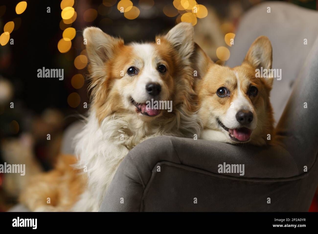 Two Welsh Corgi Pembroke dogs pose in front of a Christmas scene, Bokeh ...