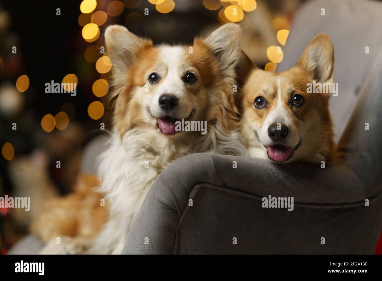 Two Welsh Corgi Pembroke dogs pose in front of a Christmas scene, Bokeh ...