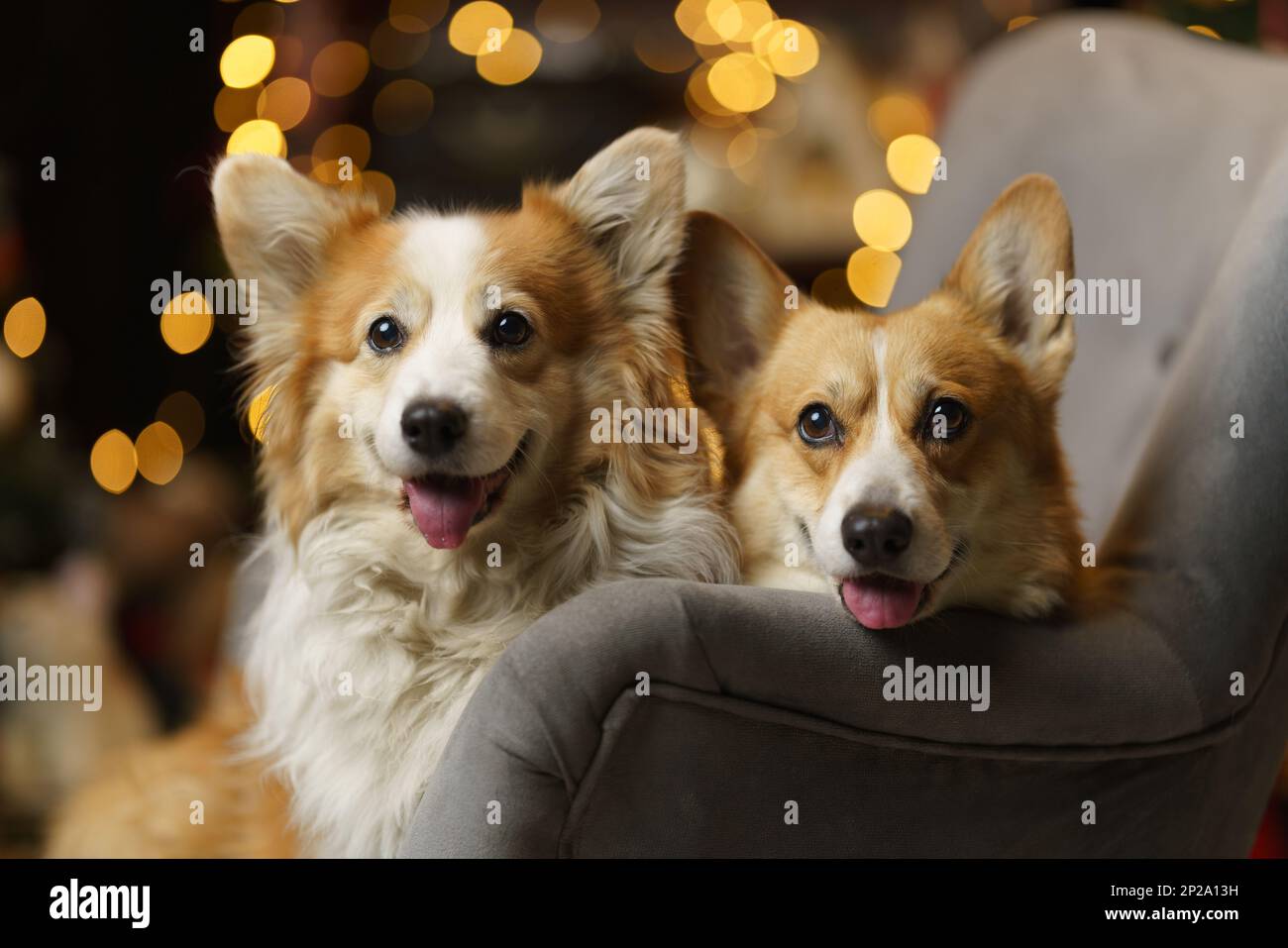 Two Welsh Corgi Pembroke dogs pose in front of a Christmas scene, Bokeh ...
