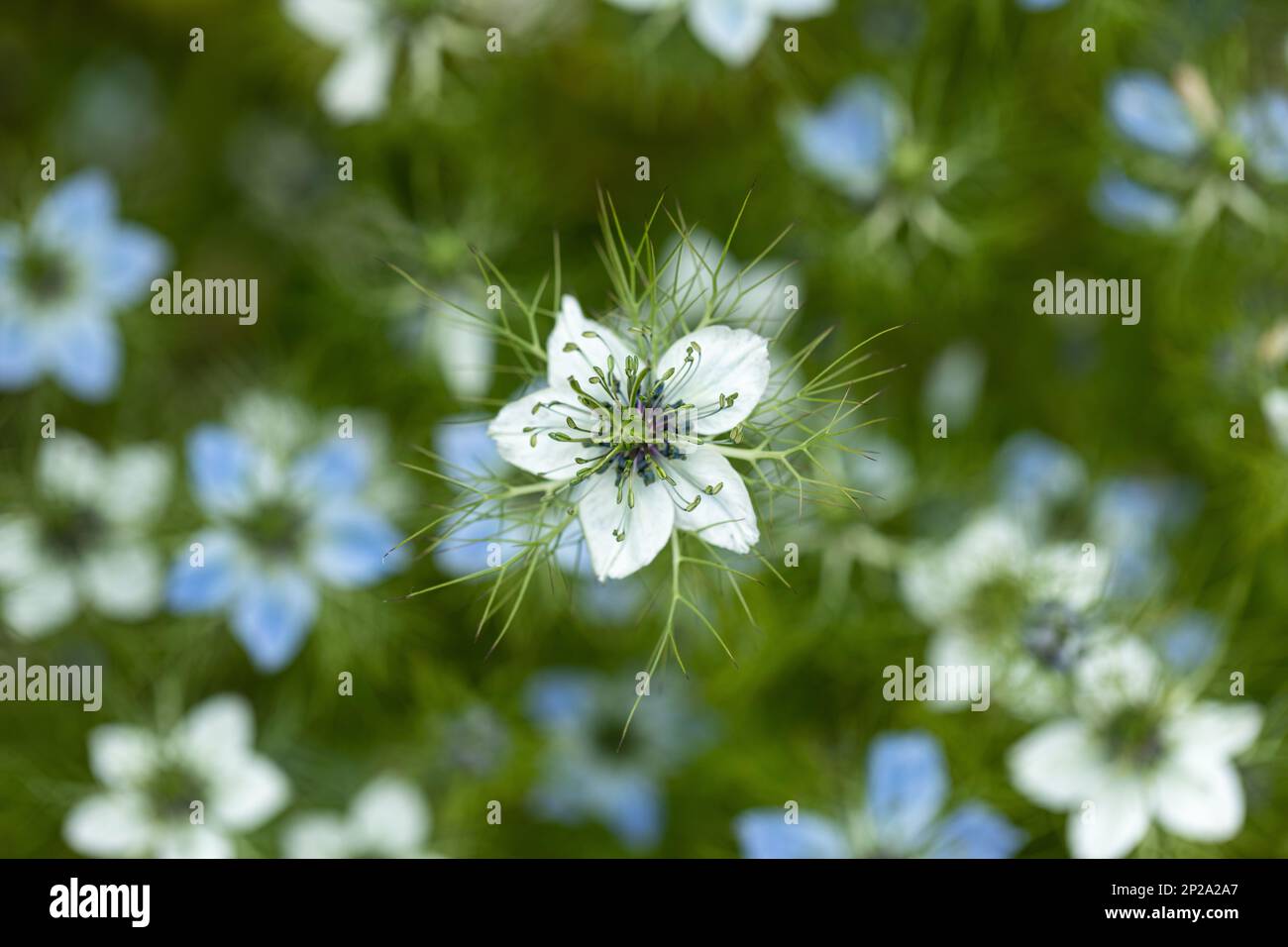 Close up of Nigella damascena / |ove-in-a-mist blue and white flowers ...