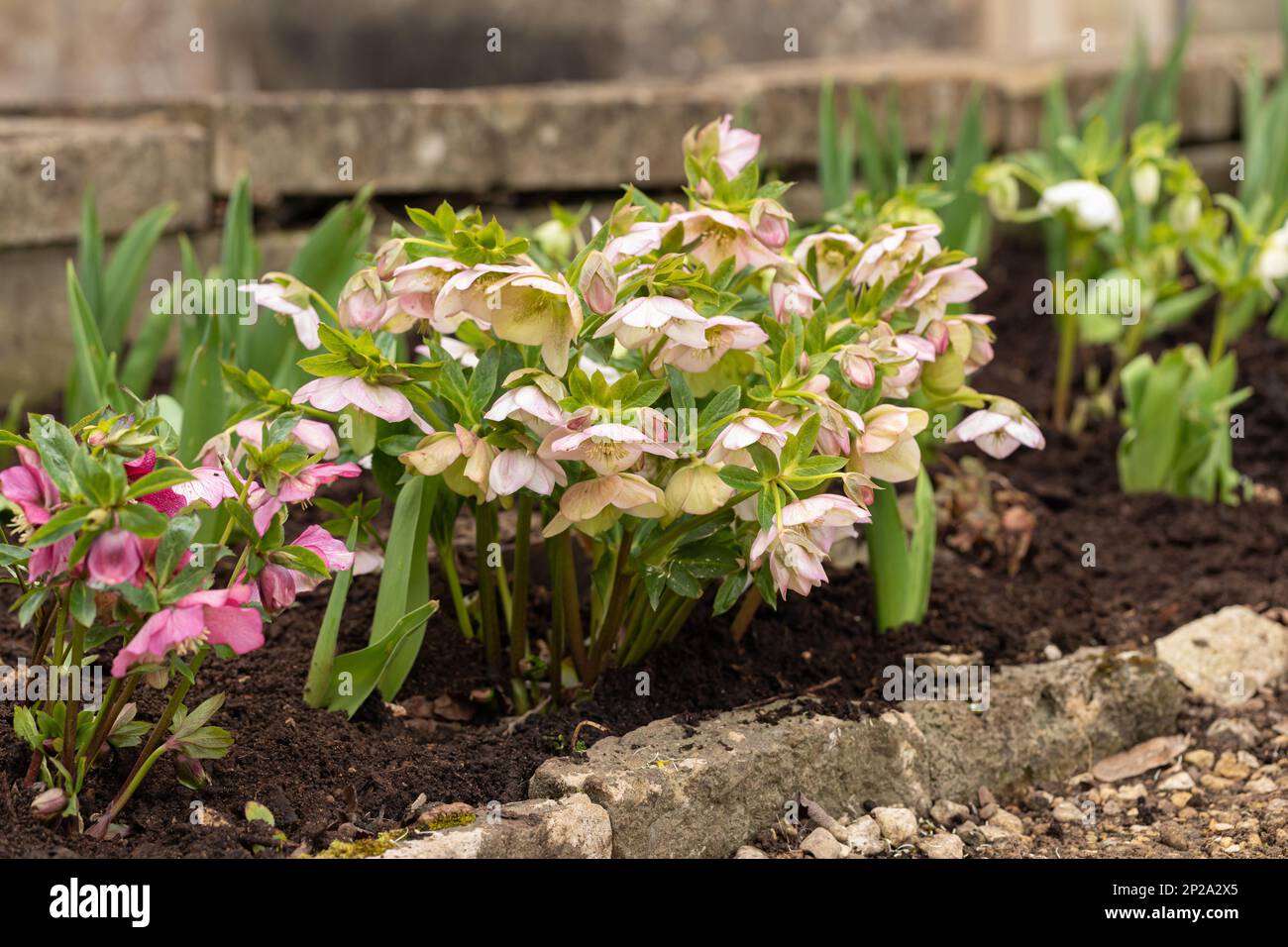 Spring border hellebores hi-res stock photography and images - Alamy