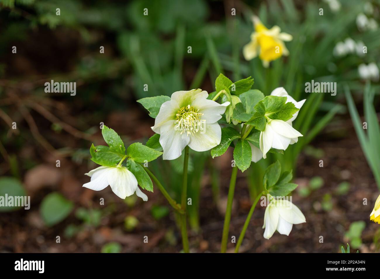 White winter hellebores hi-res stock photography and images - Alamy