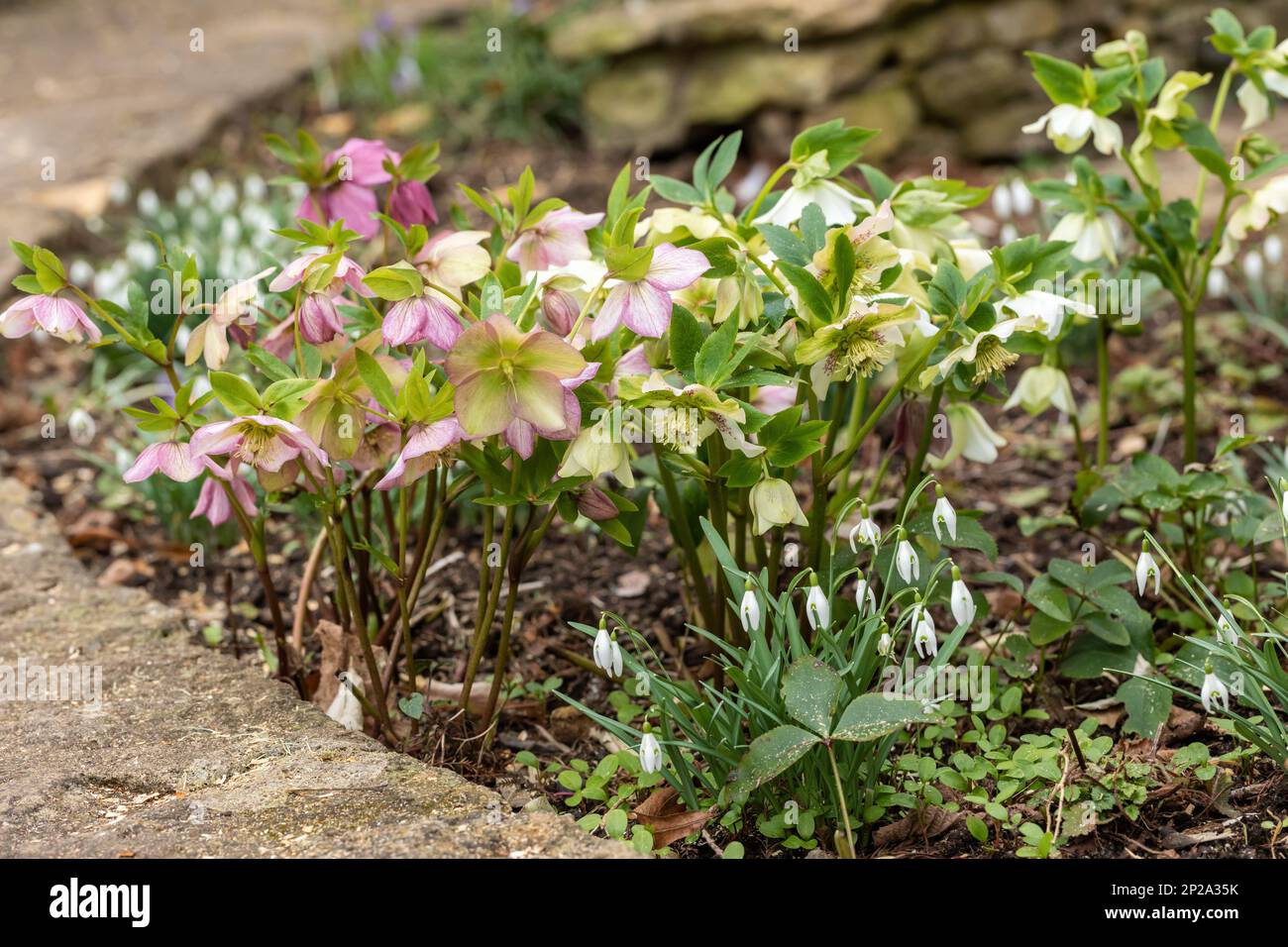 Spring border hellebores hi-res stock photography and images - Alamy