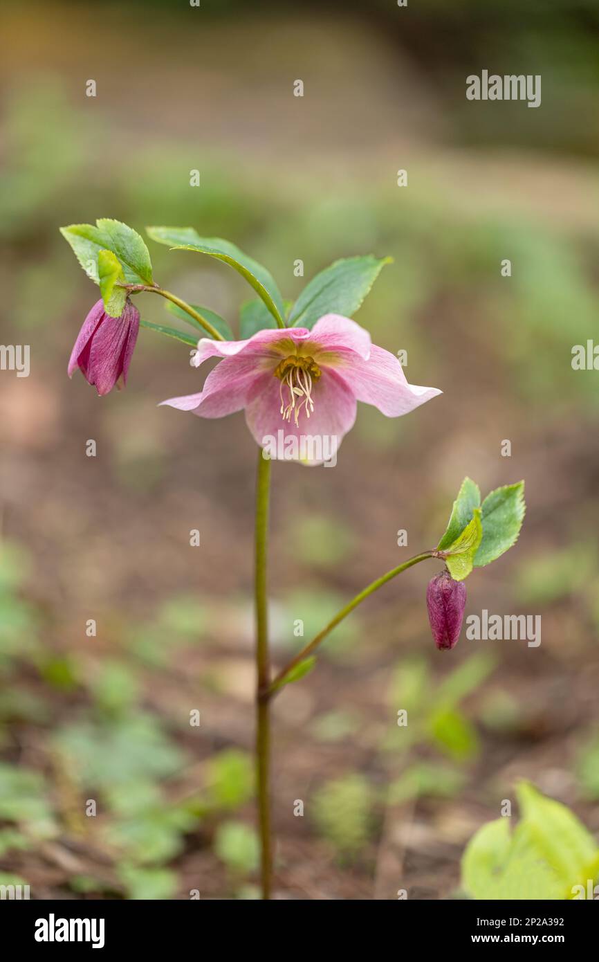 Close up of an isolated pink Hellebore flowering in a garden border in ...