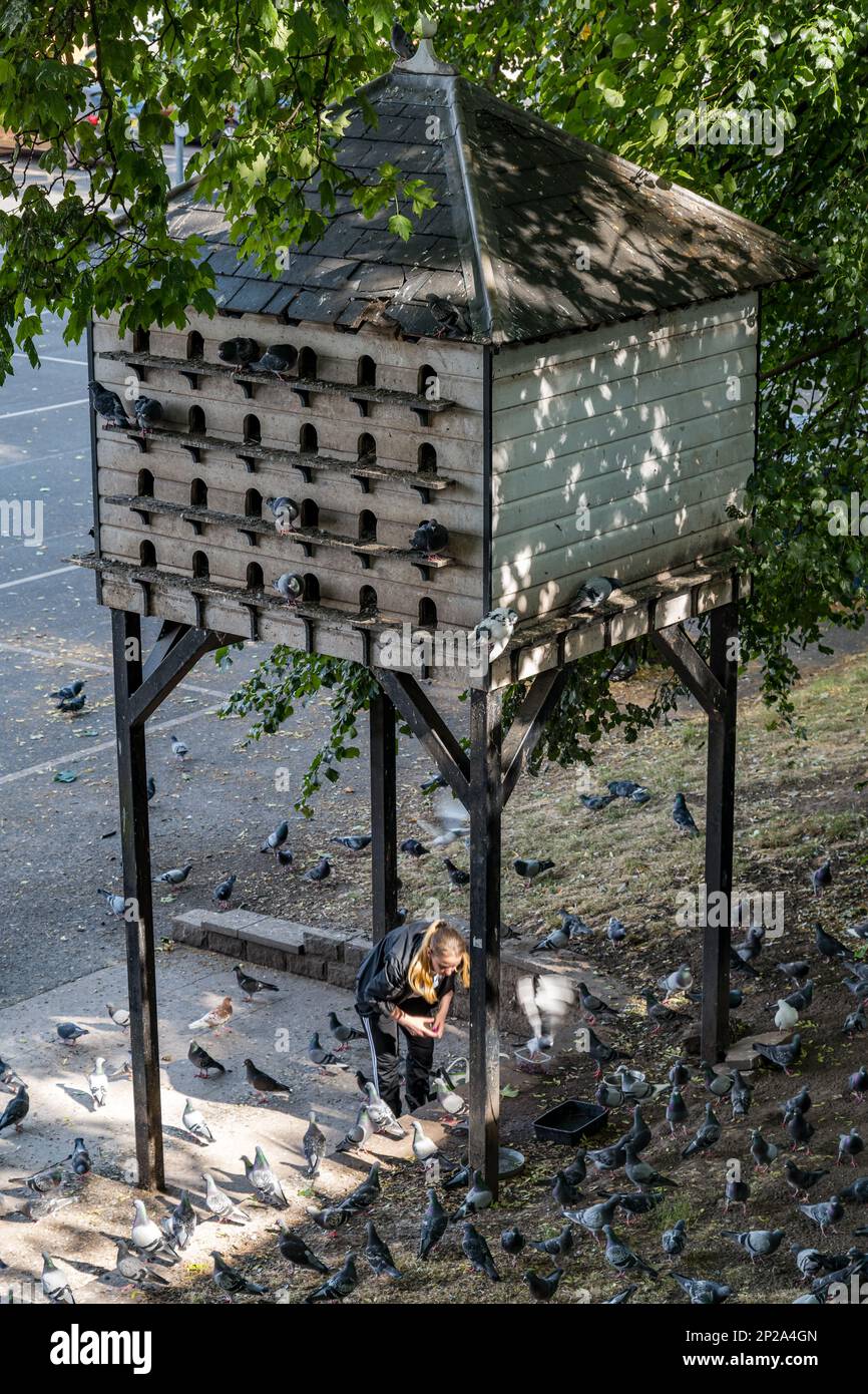 Woman feeding pigeons in dovecote, Kaleyards Pigeon Feeding Area ...