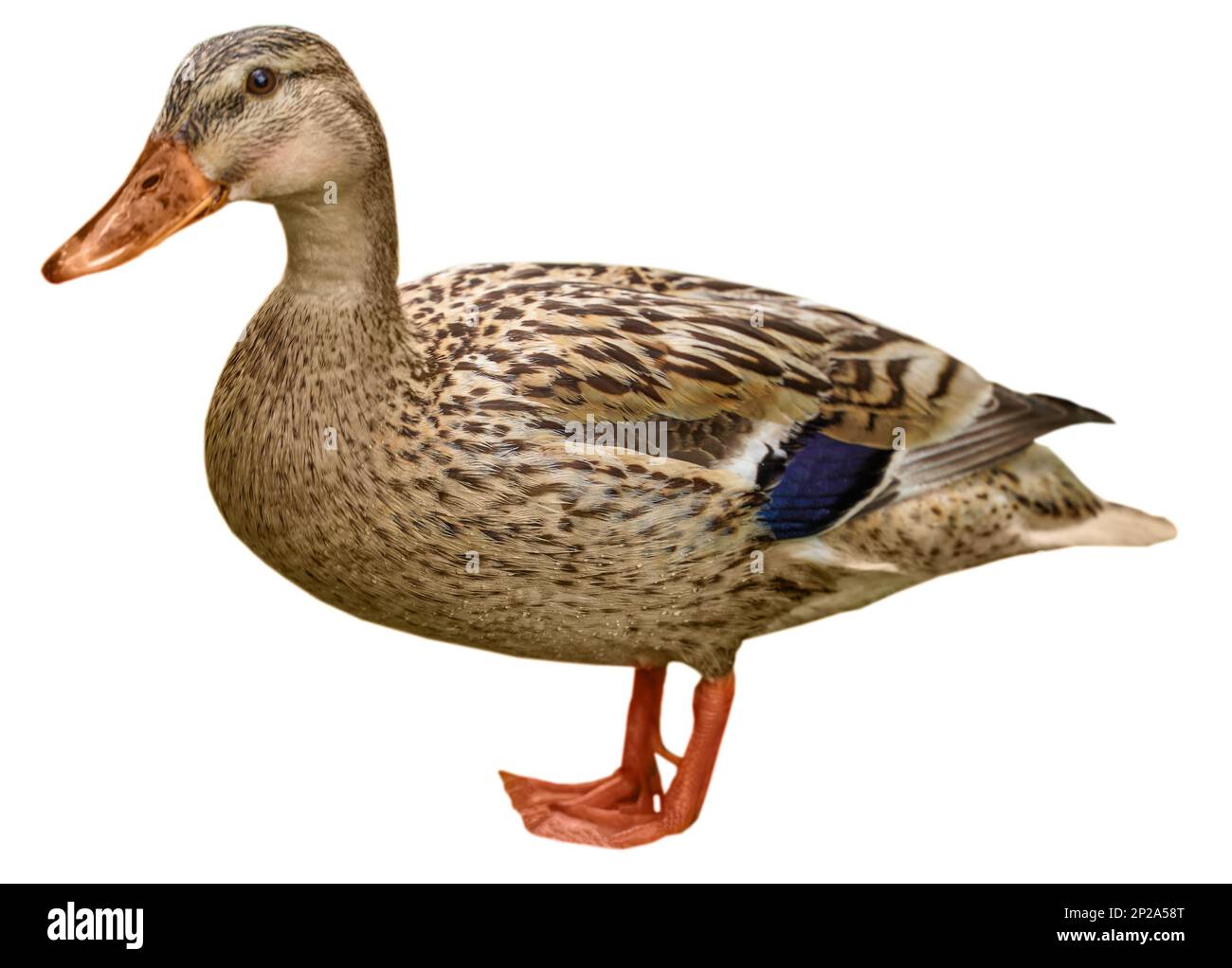 Beautiful Wild duck walking isolated on white background Stock Photo - Alamy