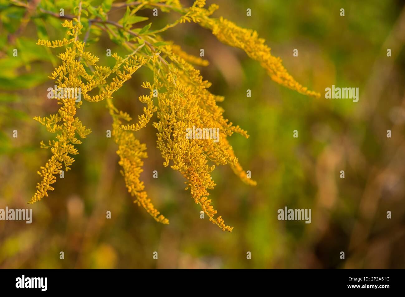 A flowering branch of Solidago virgaurea on a defocused background ...