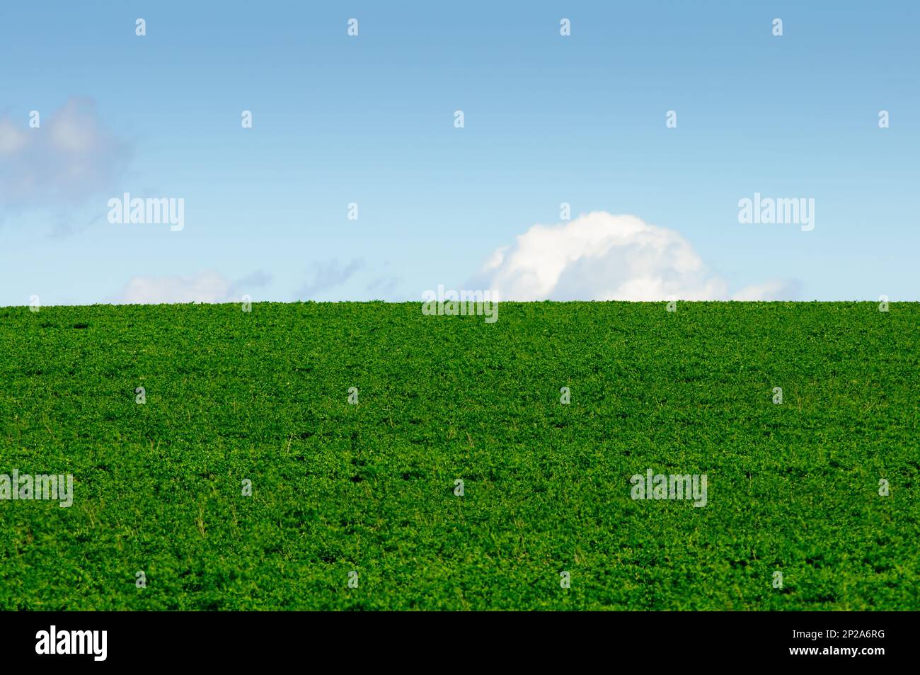 Agricultural field with green planted crops. A straight horizon line ...