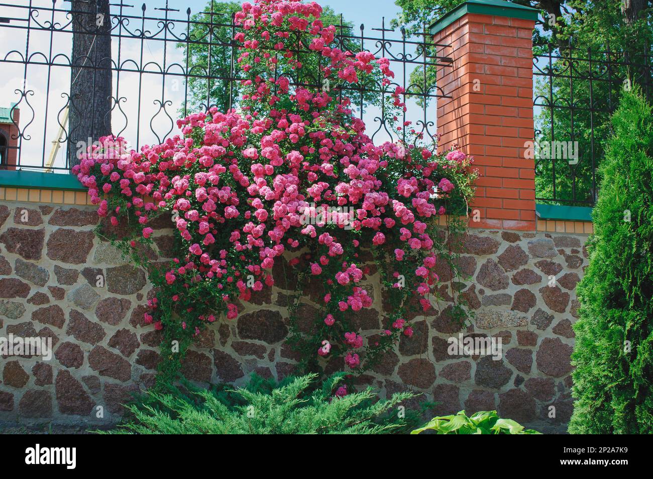 A large flowering rose bush that weaves along the fence. Many small ...