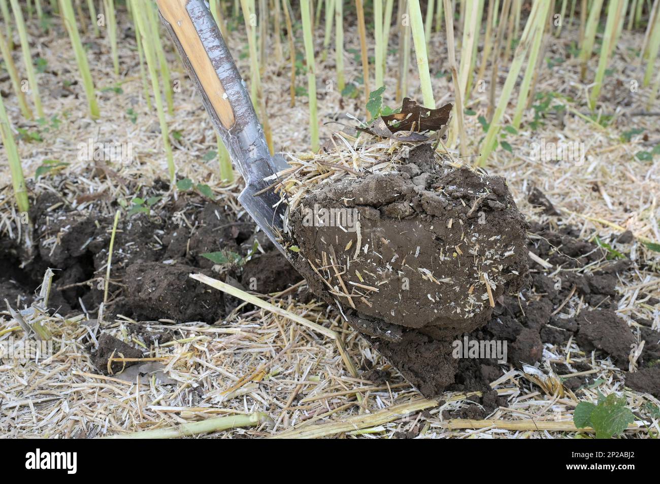Germany, Eckernfoerde, no-plough cultivation, groundbreaking with spade ...