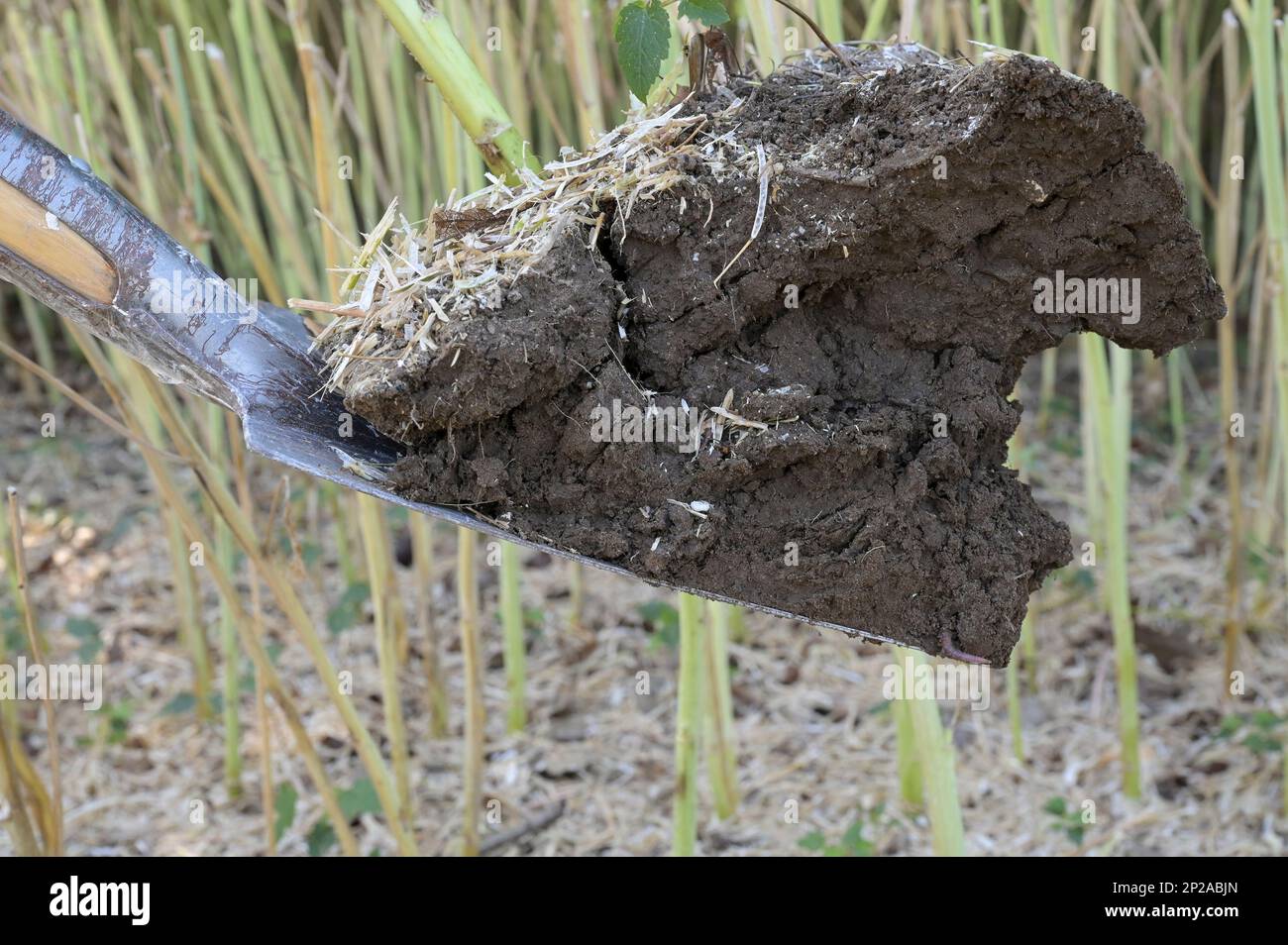 Germany, Eckernfoerde, no-plough cultivation, groundbreaking with spade ...