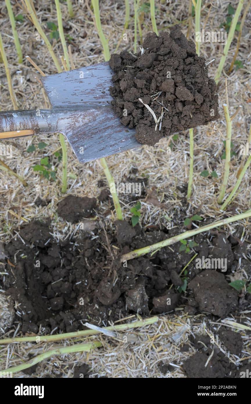 Germany, Eckernfoerde, no-plough cultivation, groundbreaking with spade ...