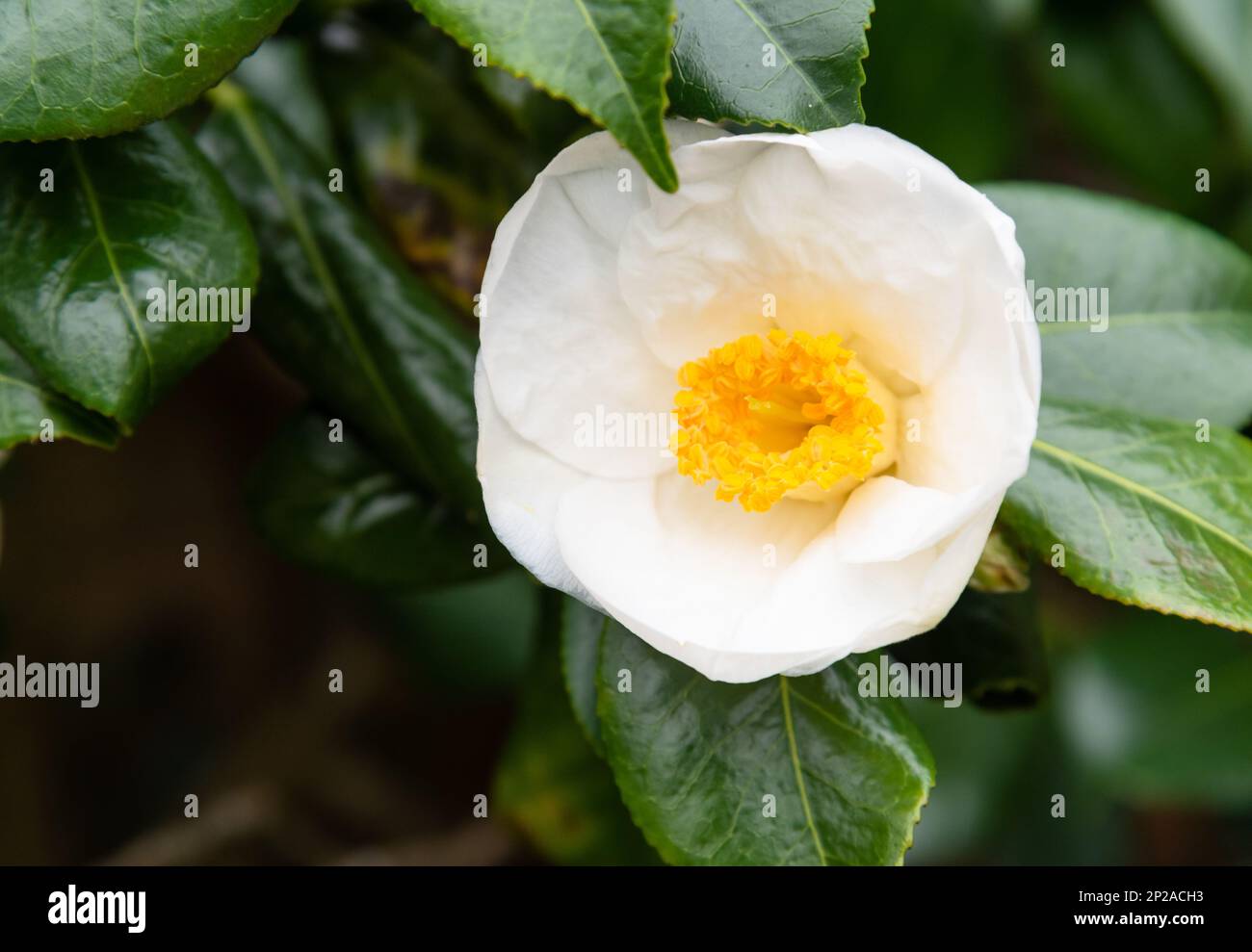 Camellia Japonica alba simplex Stock Photo - Alamy