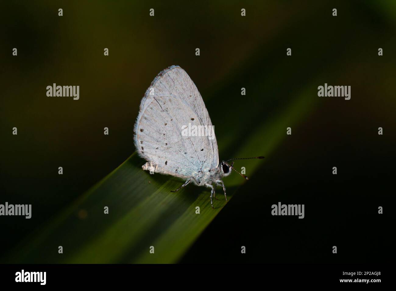 blue butterfly on leaf, Holly Blue, Celastrina argiolus Stock Photo - Alamy