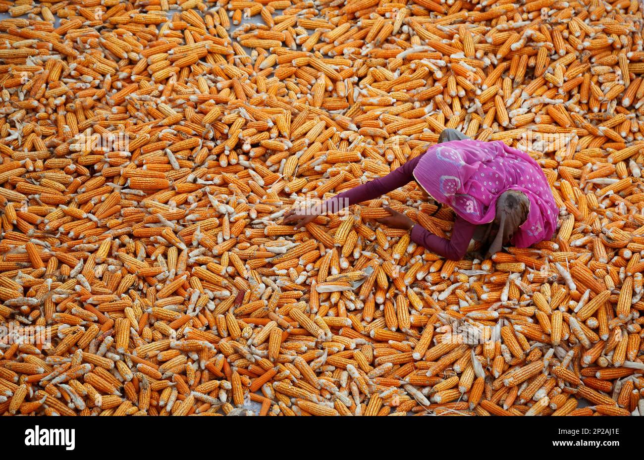 An Indian woman farmer dries the maize crop at Aloli village, about 90 ...
