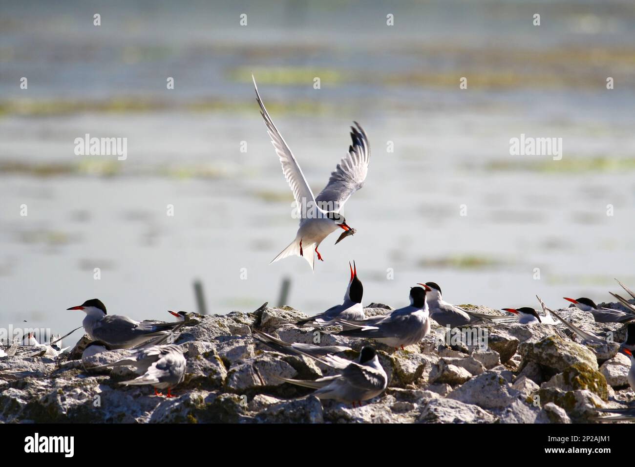 tern catching fish, Common Tern, Sterna hirundo Stock Photo - Alamy