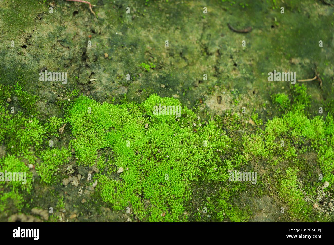Decorative green moss used for interior design as creative background ...