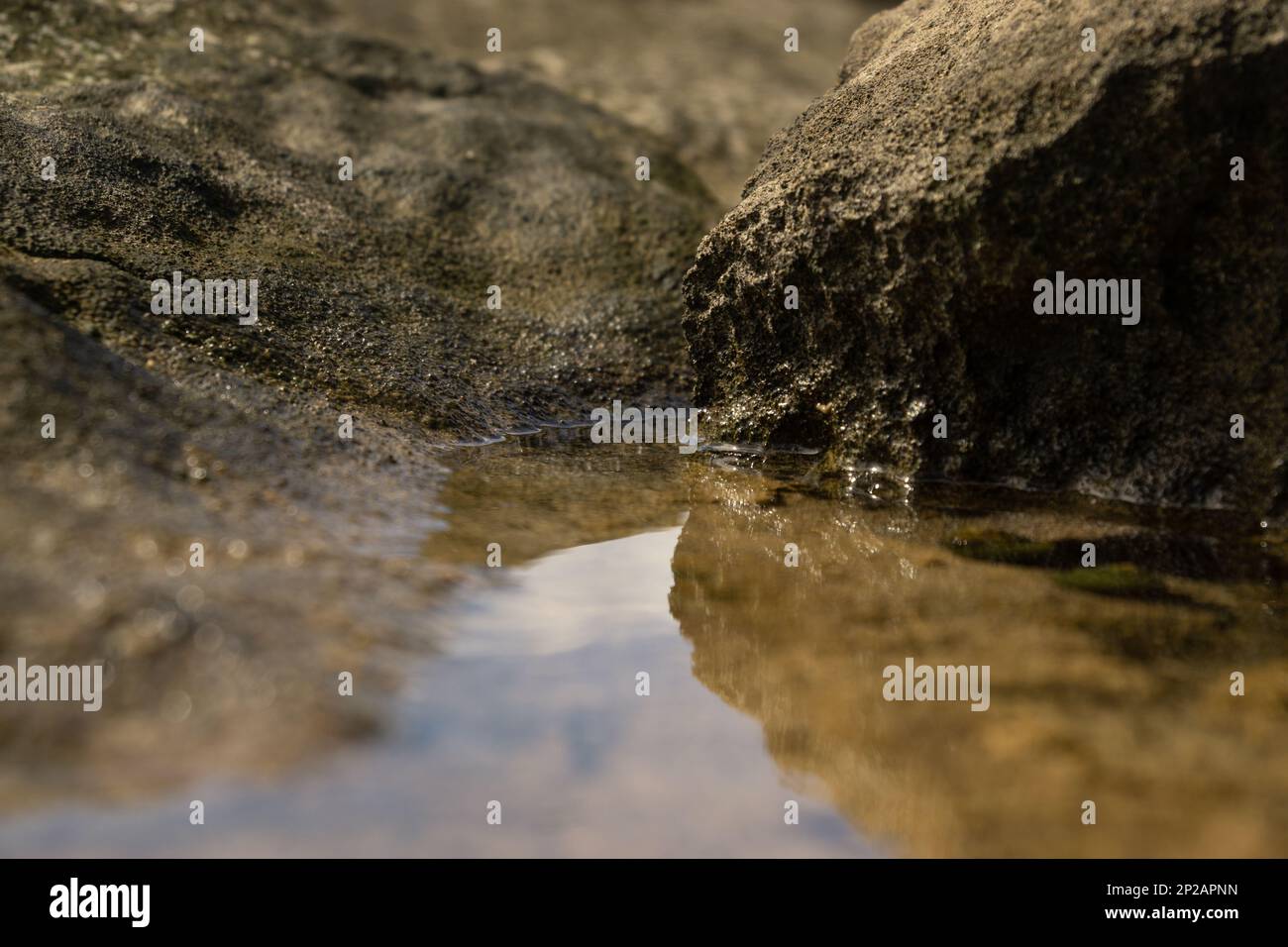 Snail shells and water running between rocks in La Graciosa, Canary ...