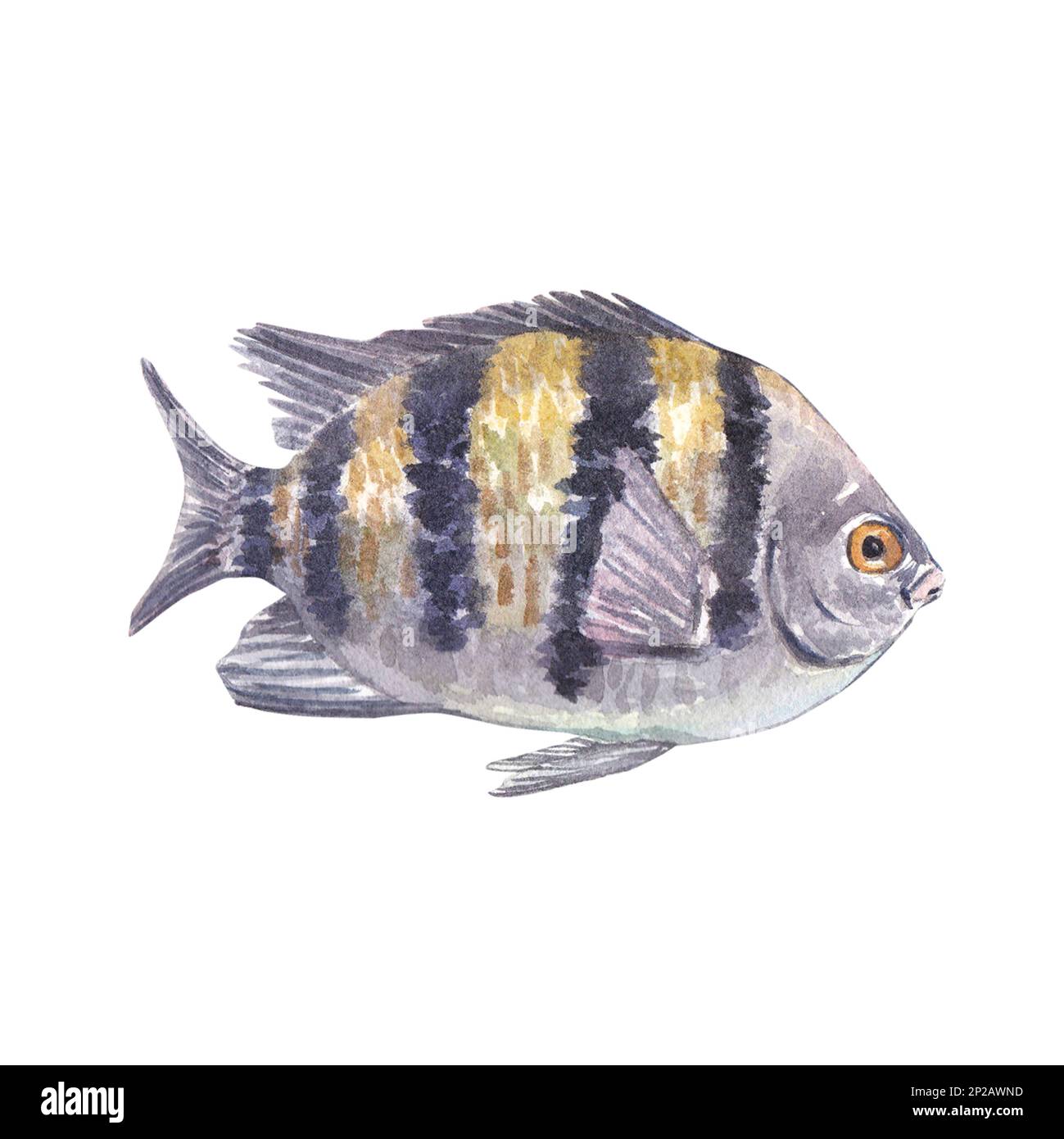 Exotic gray-yellow striped fish isolated on a white background ...