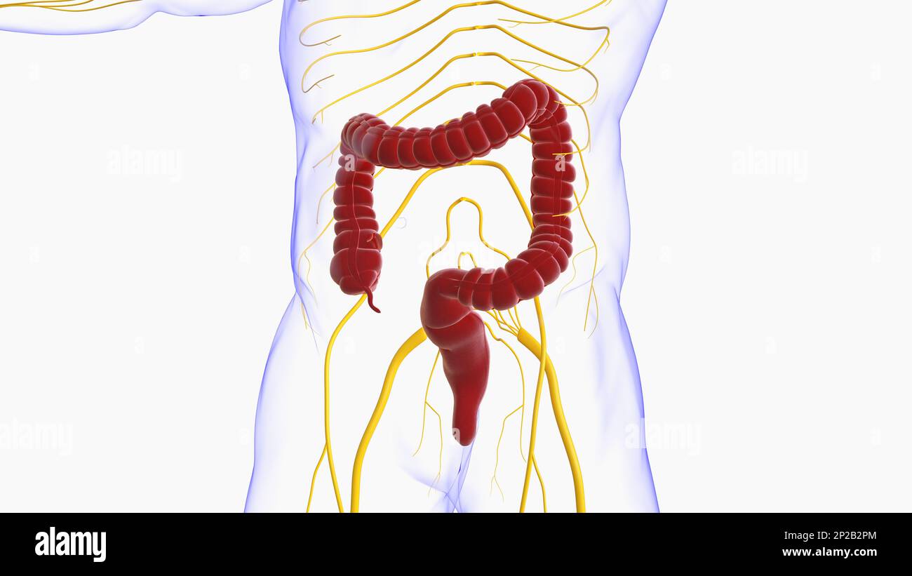 3D Illustration Human Digestive System Anatomy (Large Intestine) For ...
