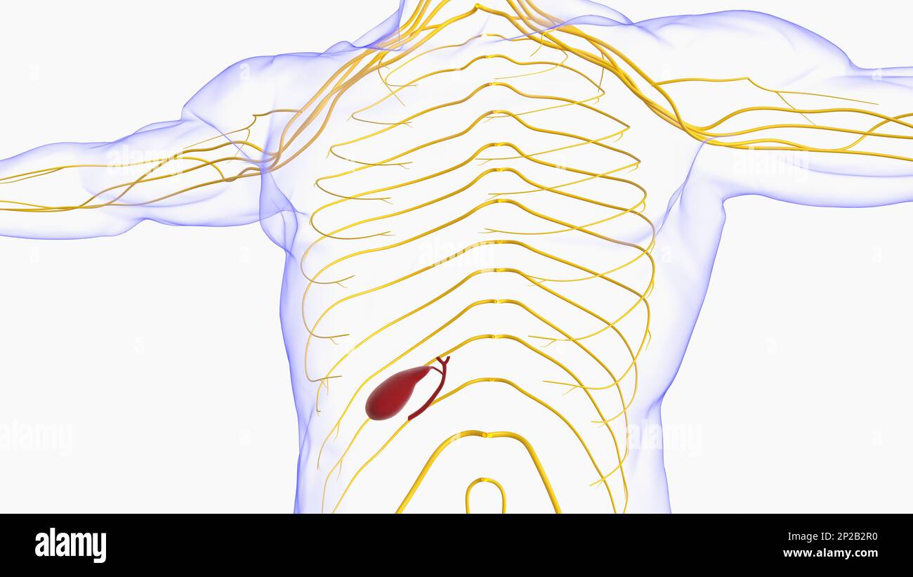 Gall Bladder Human Digestive System Anatomy For Medical Concept 3D ...