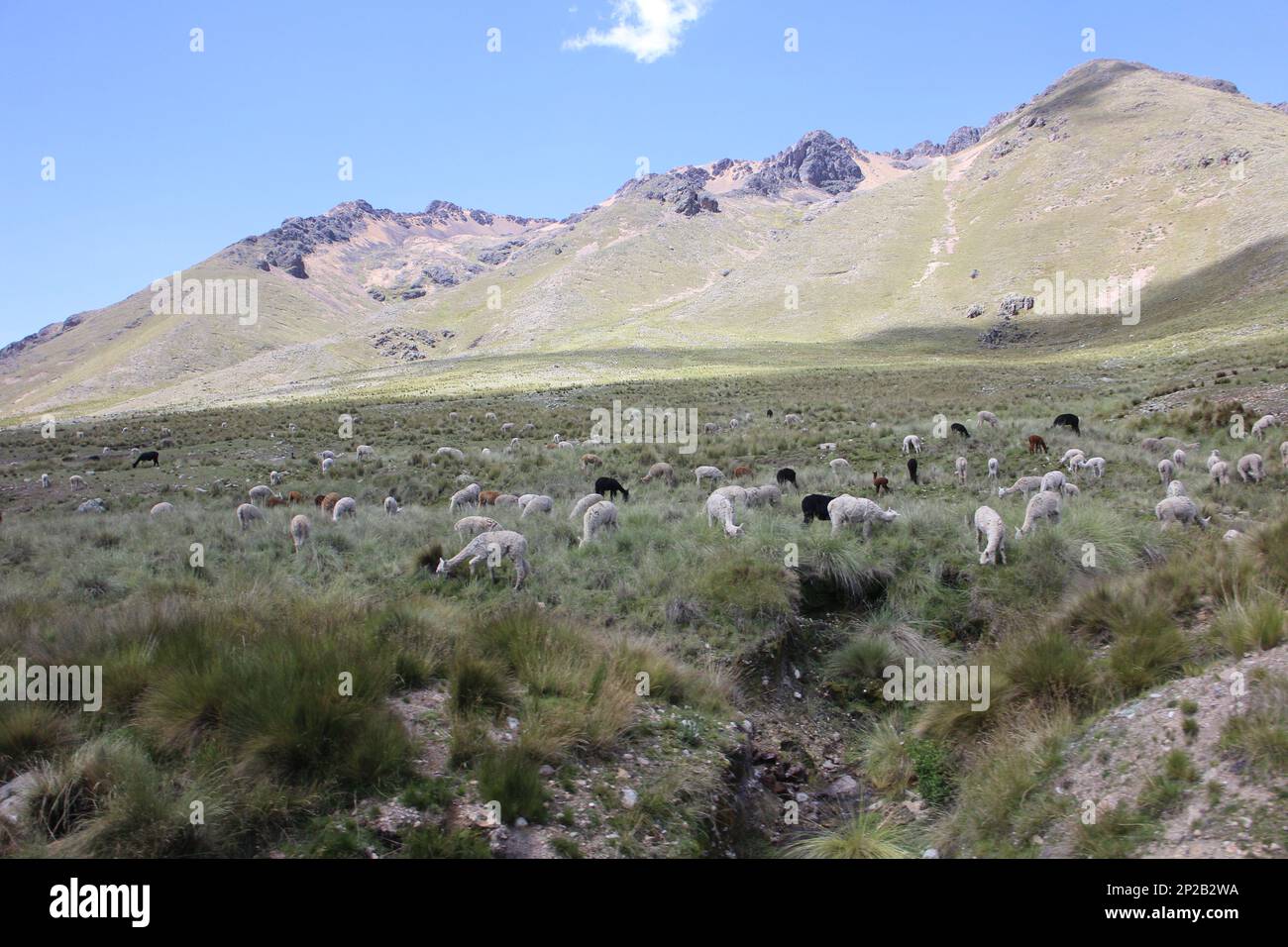 Alpaca farm in the Andes, Peru Stock Photo - Alamy